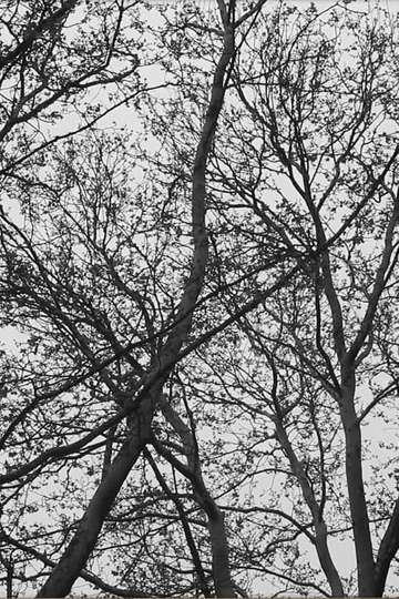 Conversations with a Koel Bird - Where to Watch | Moviefone