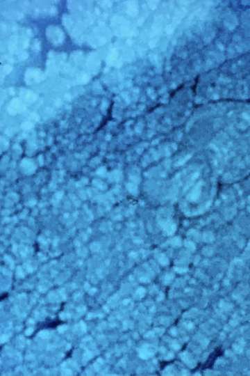 Biostoria 3 Full Cast & Crew | Moviefone