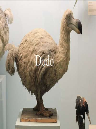 Dodo (2023) - Movie | Moviefone