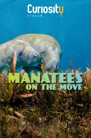 Manatees On The Move (2022) - Movie | Moviefone