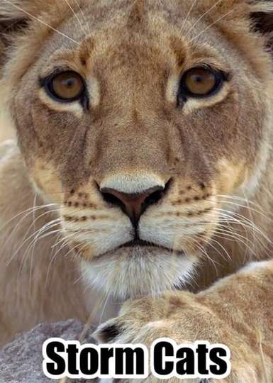 Storm Cats (2017) | Moviefone