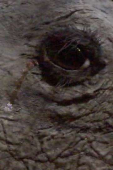 The Lost Landscape (2021) | Moviefone