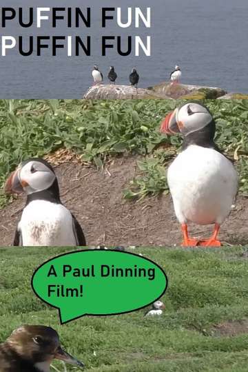 Puffin Fun - Movie | Moviefone