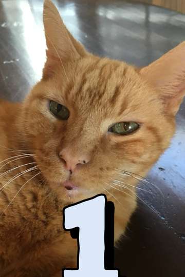 The Adventures of Murphy the Cat #1 (2018) - Movie | Moviefone