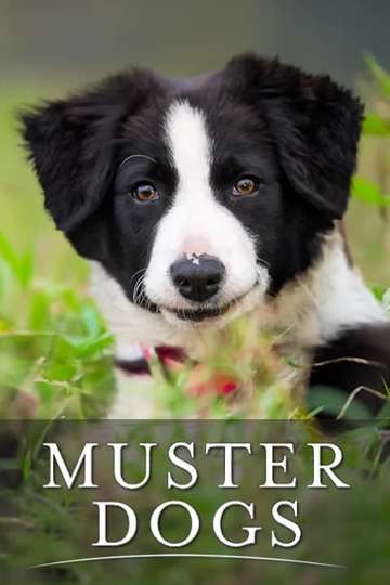 Muster Dogs (2022-2025) Streaming - Where to Watch Online | Moviefone