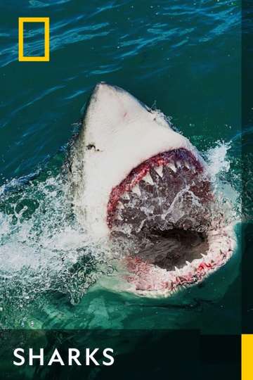 Sharks (2023) - Seasons Guide | Moviefone