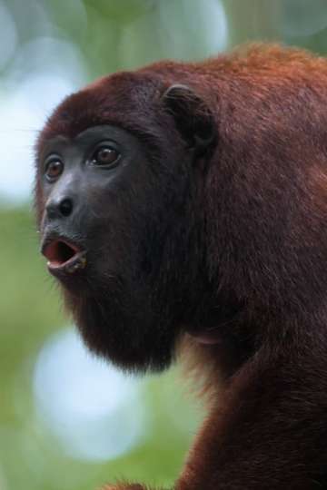 Secrets of the Enchanted Forests (2023) - Seasons Guide | Moviefone