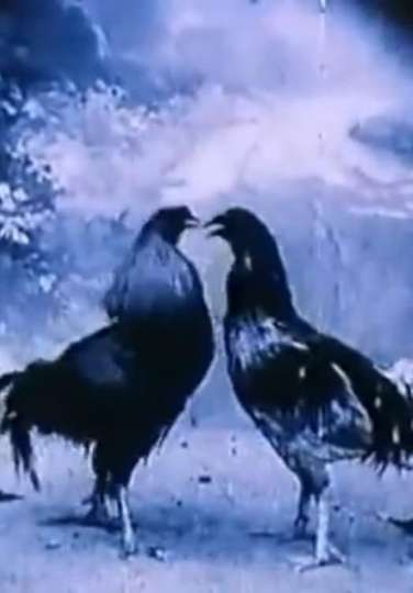 Criminal Animals - Movie | Moviefone