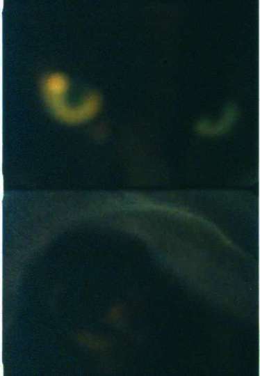 Max (2002) - Movie | Moviefone