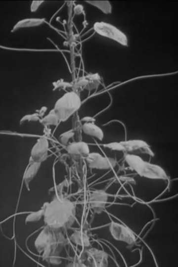 The Strangler - Movie | Moviefone