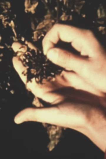 Tree of Knowledge (1981) - Movie | Moviefone