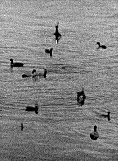 Coots - Movie | Moviefone