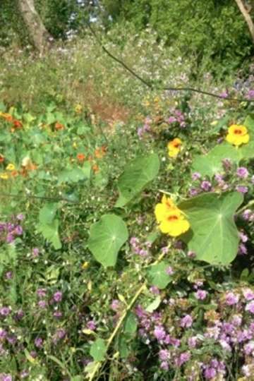 Where to Watch Colophon (for the Arboretum Cycle) (2018) | Moviefone