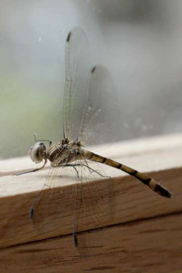 Fragments - Movie | Moviefone