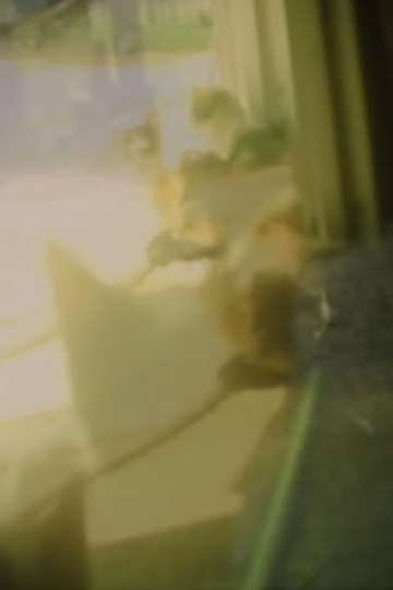 Lesbian Farmer (2021) - Where to Watch | Moviefone