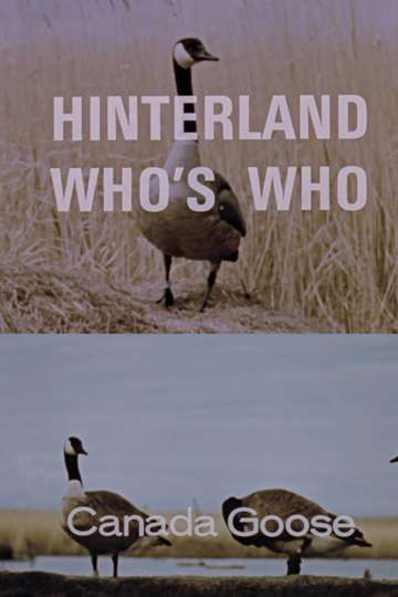 Hinterland Who's Who: Canada Goose - Movie | Moviefone
