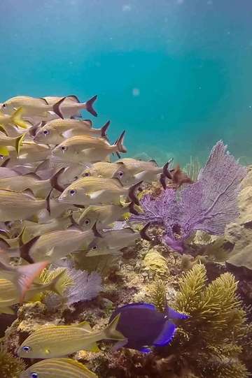 Aluxes en Yucatán | Moviefone