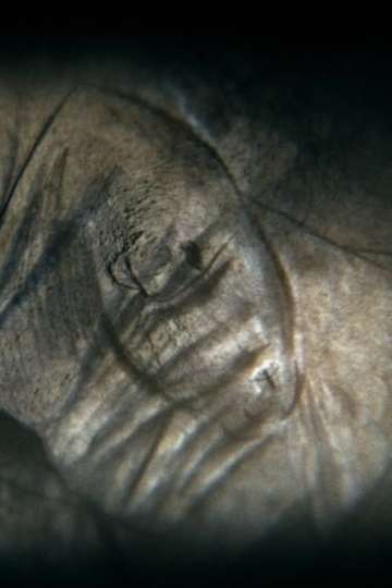 Camera obscura - Where to Watch | Moviefone