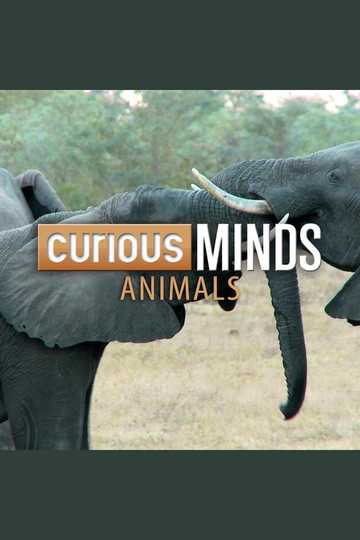 Curious Minds: Animals (2015) - TV Show | Moviefone