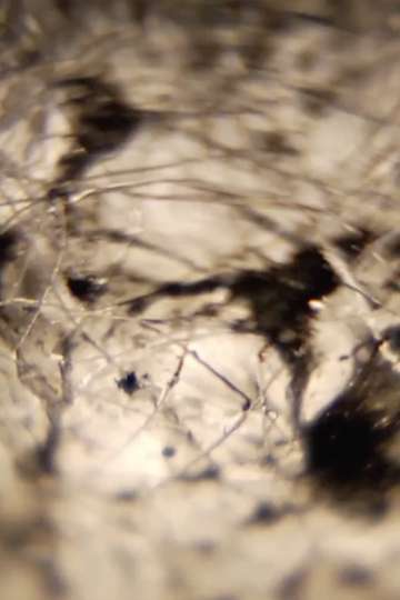 Ken Jacobs Victoria Keddie The Nervous Magic Lantern Festival (2016 ...