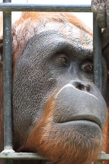 On Air Streaming - Where to Watch Online | Moviefone