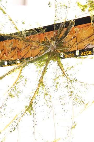 Fallen Leaves Return to Film - Where to Watch | Moviefone