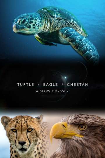 Turtle, Eagle, Cheetah: A Slow Odyssey (2018) - TV Show | Moviefone