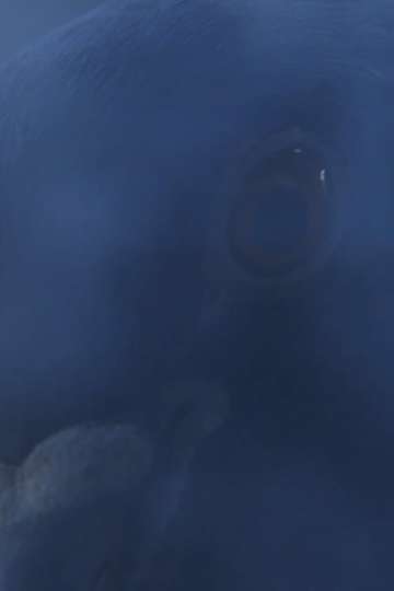 The Visitors - Cast, Reviews, Trailers & Where to Watch | Moviefone