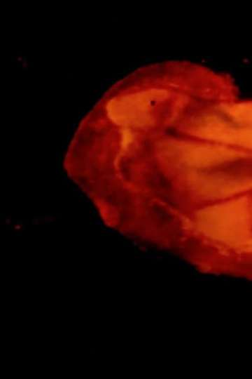 Under the Microscope - Movie | Moviefone