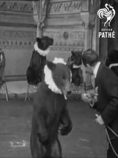 Trained Bears (1894) Where to Watch Online | Moviefone