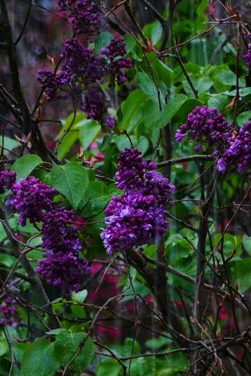 Slipstream Dream - Where to Watch | Moviefone