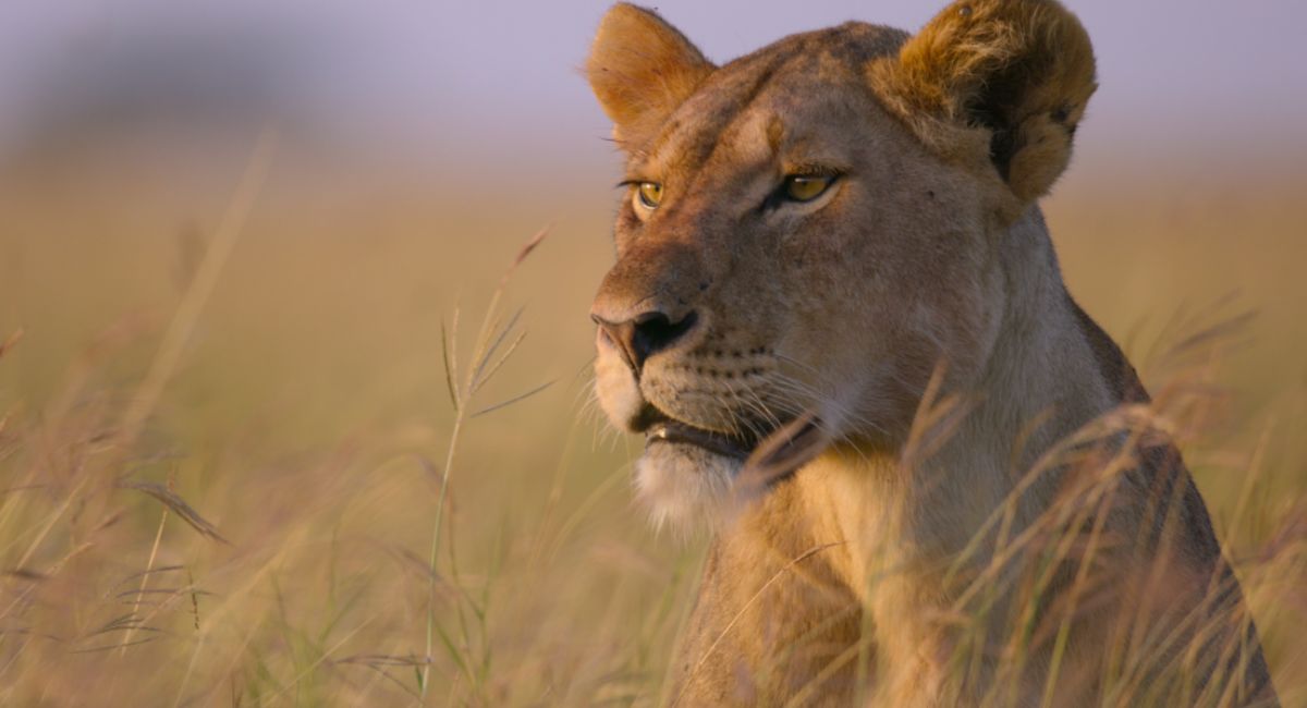 'Our Planet II' Interview: Producer Huw Cordey | Moviefone